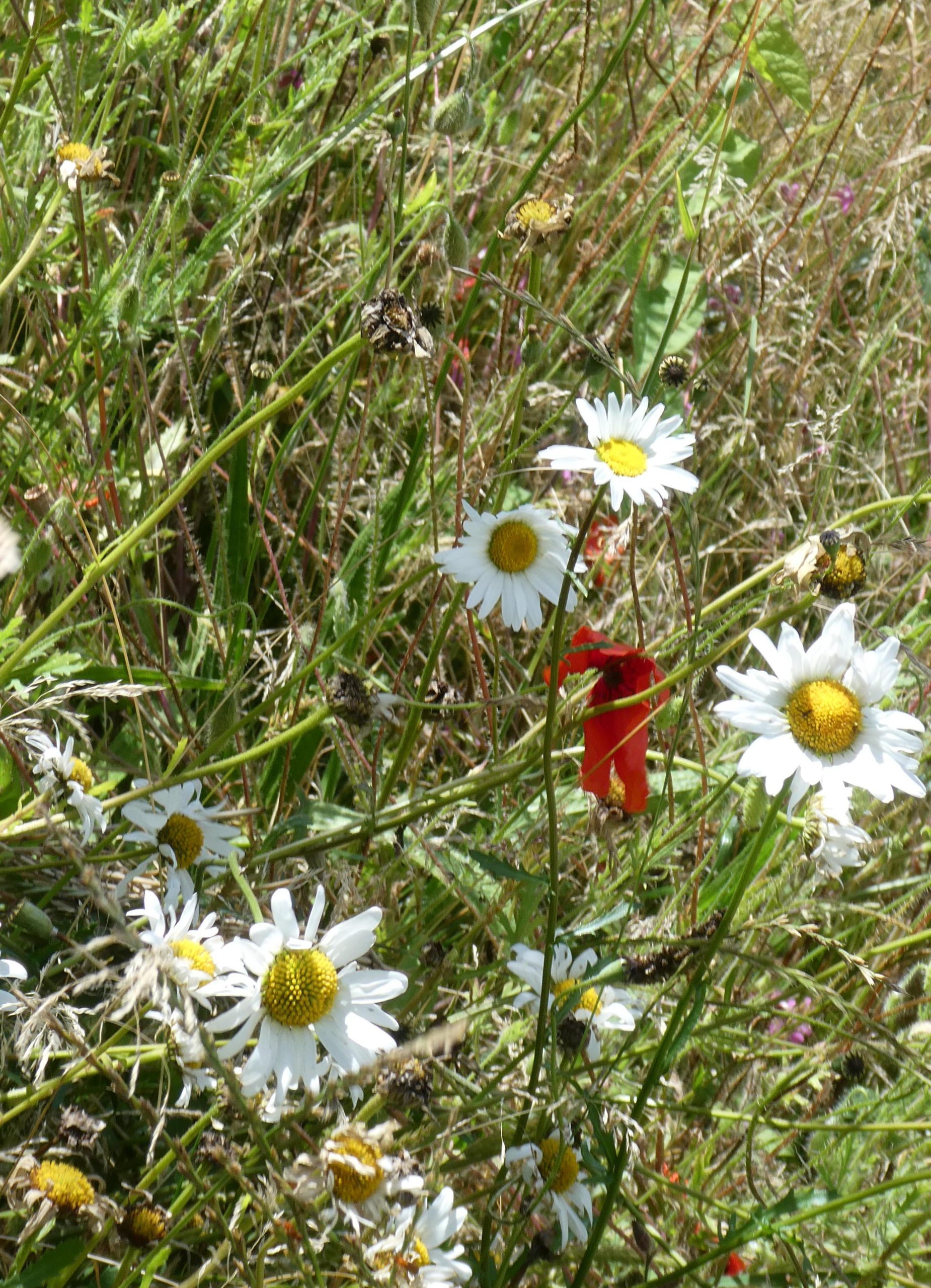 Let’s Bee the Change – what we can do for pollinators – Sustainability ...