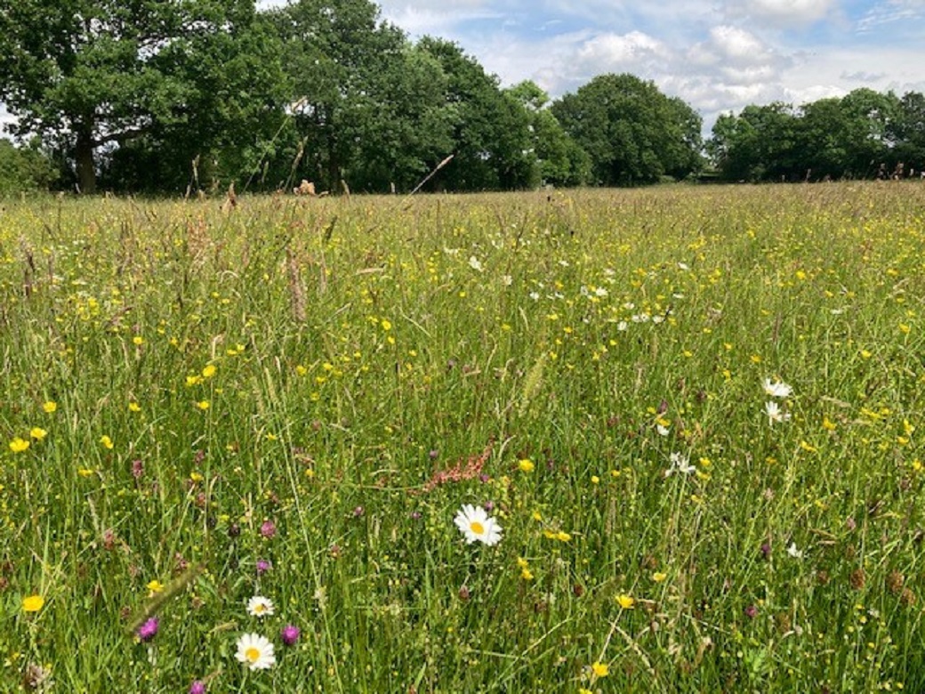 Summer evening walk through Mottey Meadows a rare wildflower meadow – 7 ...