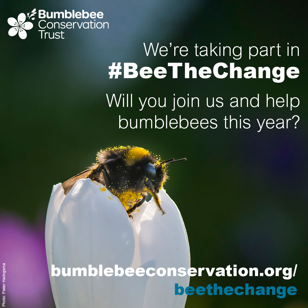 Let’s Bee the Change – what we can do for pollinators – Sustainability ...